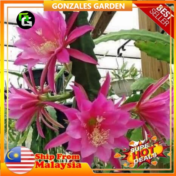 Anak Pokok Bunga Bakawali Anak Pokok Bakawali Magenta Merah Bunga Wangi ...