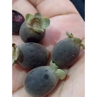 Pokok Kemunting .. Pokok Legend/ Liar dan makin pupus | Shopee Malaysia
