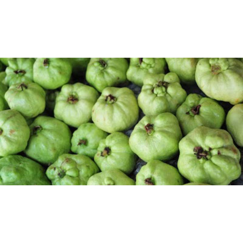Pokok Jambu Batu Seedless Hybrid Cepat Berbuah | Shopee Malaysia