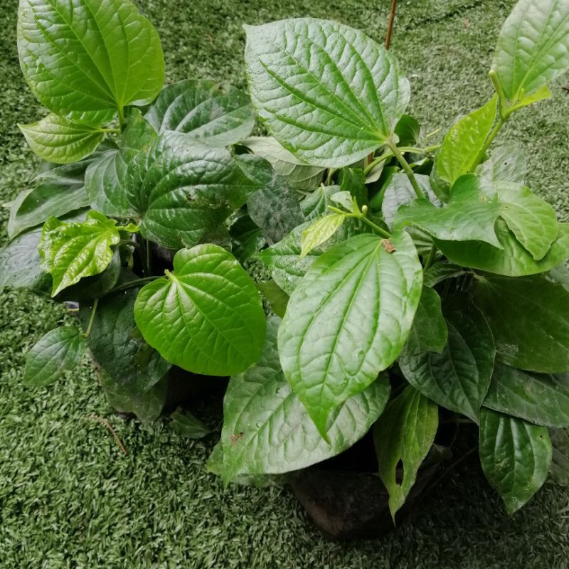 BUY4 FREE1 Pokok Daun Kaduk | Shopee Malaysia