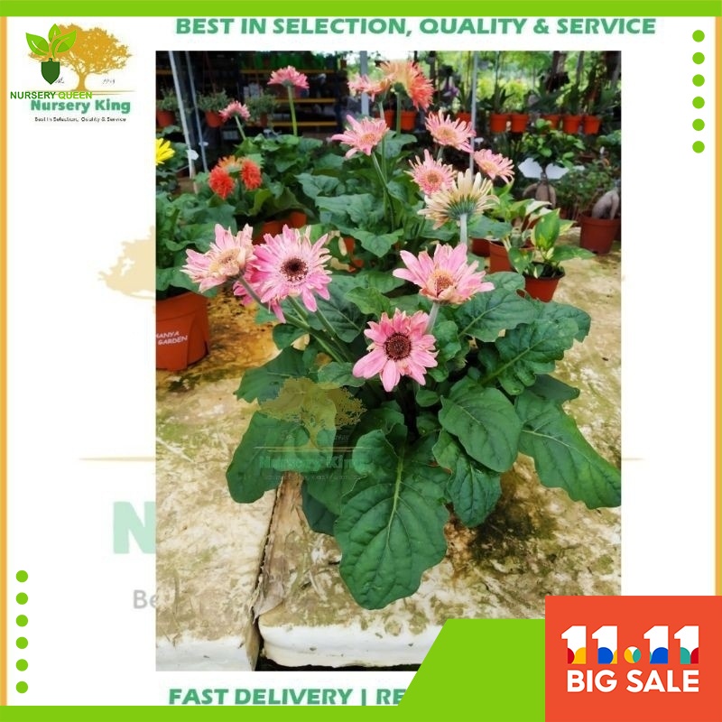 Anak Pokok Daisy [Max of 4 trees each parcel] Live Plant Pokok Hidup ...