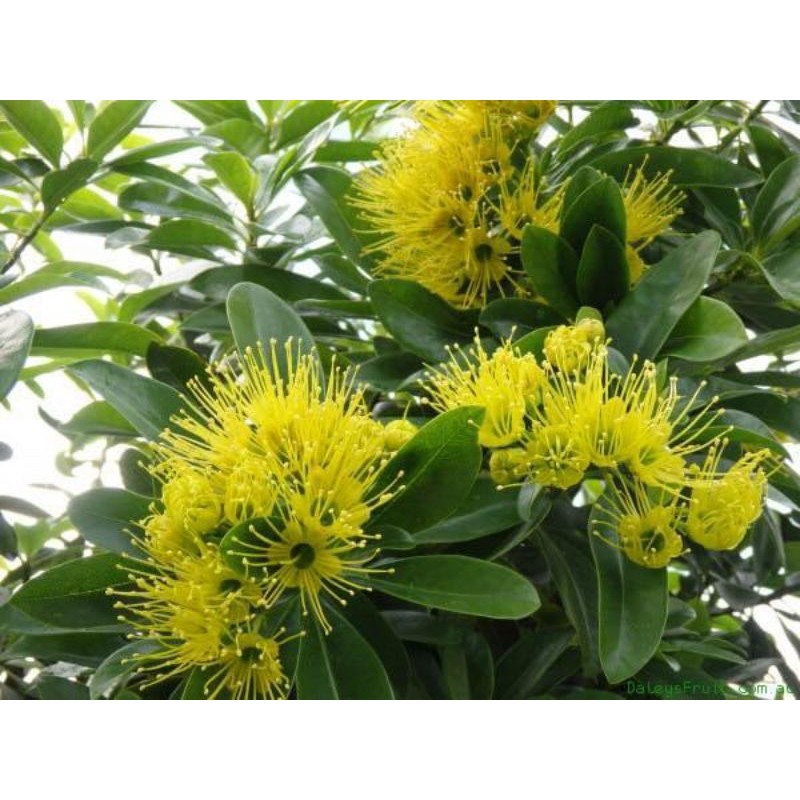Anak Pokok Penda Kuning ( Bunga Kelulut) | Shopee Malaysia