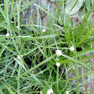 Rumput helikopter,rumput pendul,rumput mata lalat,rumput kucing(polibeg ...
