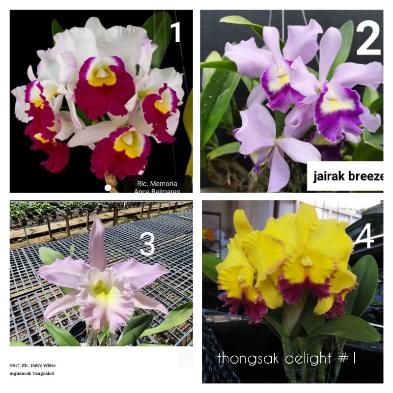 orkid - Prices and Promotions - Feb 2023 | Shopee Malaysia