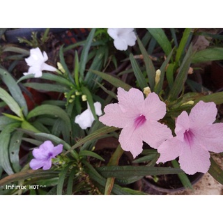 pokok bunga ruellia renek/morning glory. | Shopee Malaysia