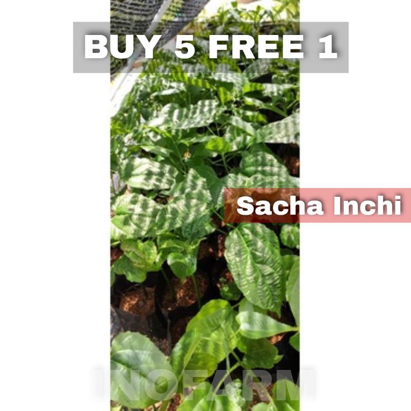 [NEW BUY 5 FREE 1] Anak pokok sacha inchi / pokok omega organik subur ...