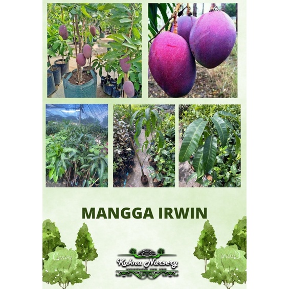 Mangga Irwin / Pokok Pauh / Anak Pokok Hybrid / Mangga Purple | Shopee ...