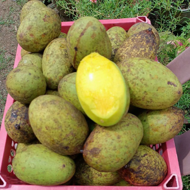 Buah Macang Masak. 1kg | Shopee Malaysia