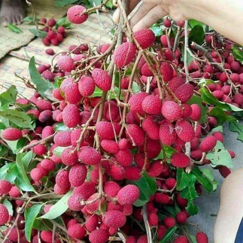 anak pokok buah ridan [pokok rare] [limited time offer] | Shopee Malaysia