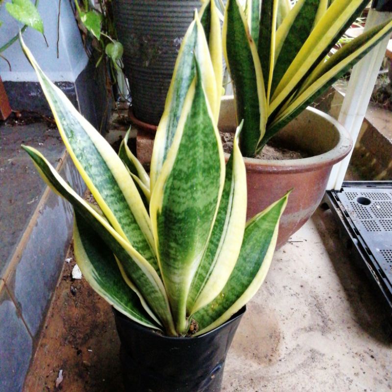 Anak pokok bunga lidah jin snake plant sanseviena superba live plants ...