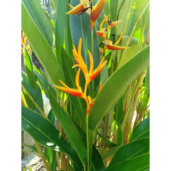 Pokok Bunga Pisang viral/sepit udang/bird of faradise | Shopee Malaysia