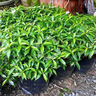 ANAK POKOK BUNGA / Pokok Ervatamia Dwarf Jasmine / Pokok bunga jaleti ...