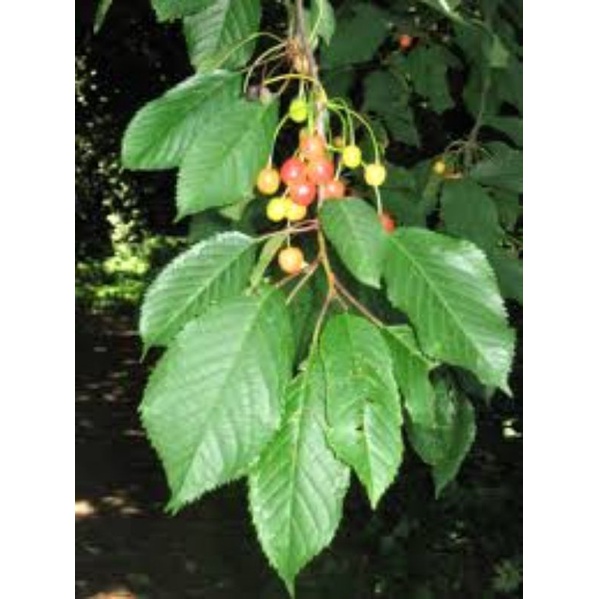 Daun Ceri Kampung Untk Perubatan Tradisional | Shopee Malaysia