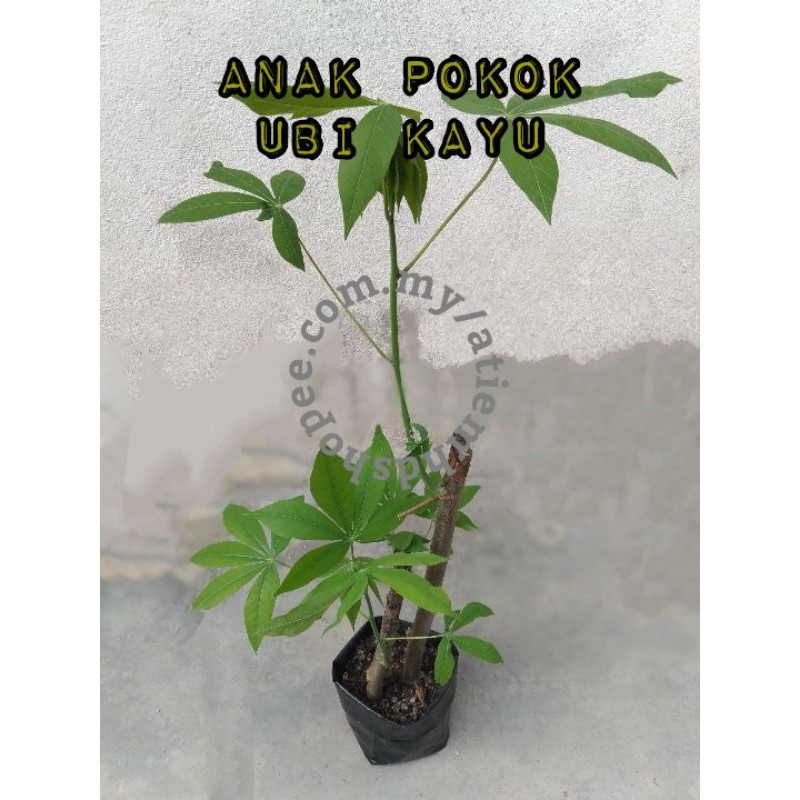 Anak Pokok Ubi Kayu Putih **2 pokok dalam polybag/ 5 keratan batang ...