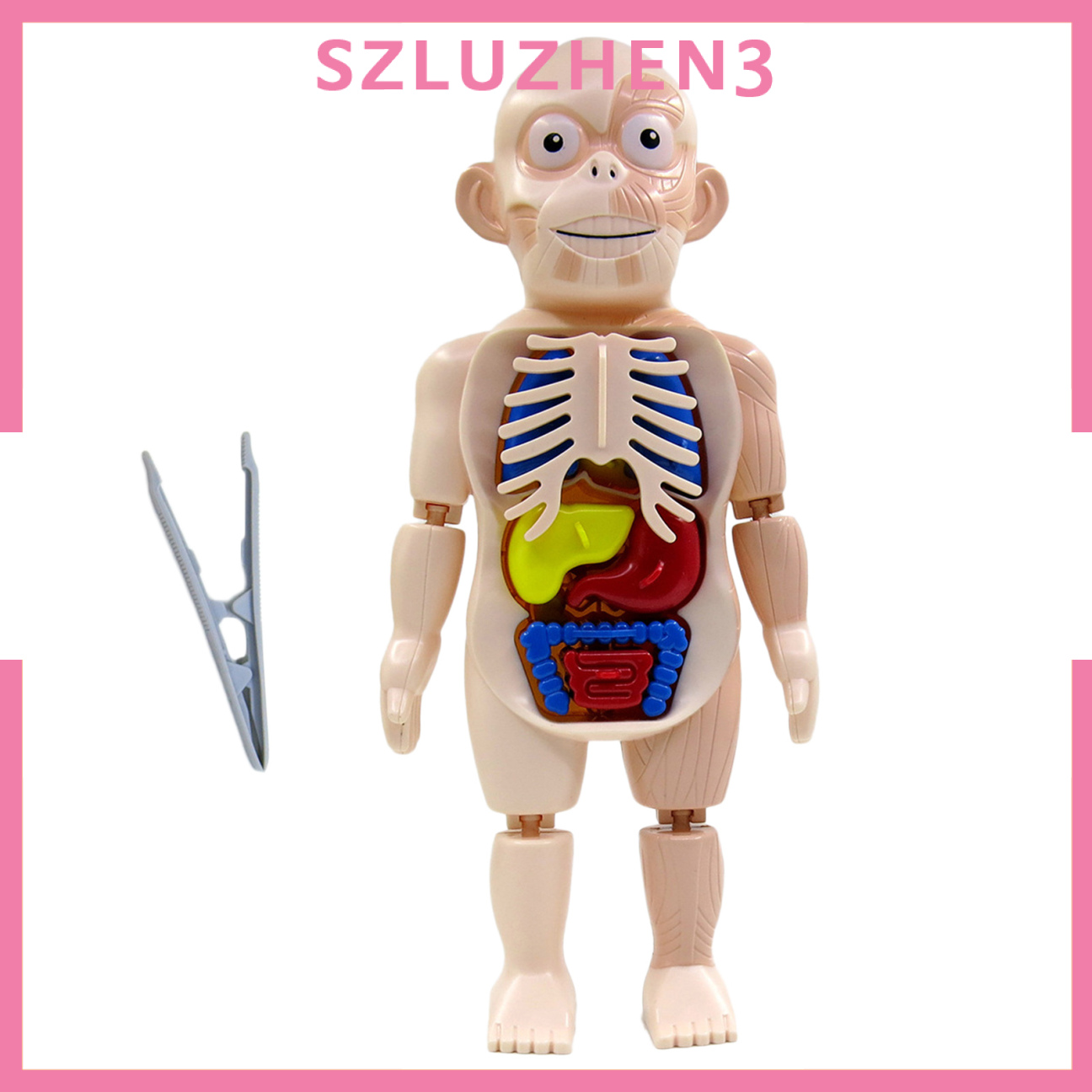 Realistic Human Body Anatomy DIY Toys for Children Classroom Teaching ...