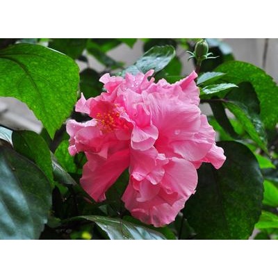 Anak Pokok Bunga Raya Pink Purple Double Hibiscus Syriacus | Shopee ...