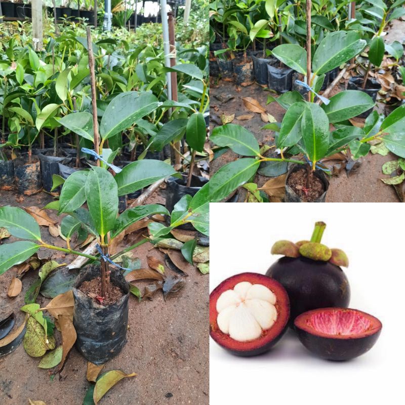 Anak Pokok Manggis Kawin | Shopee Malaysia