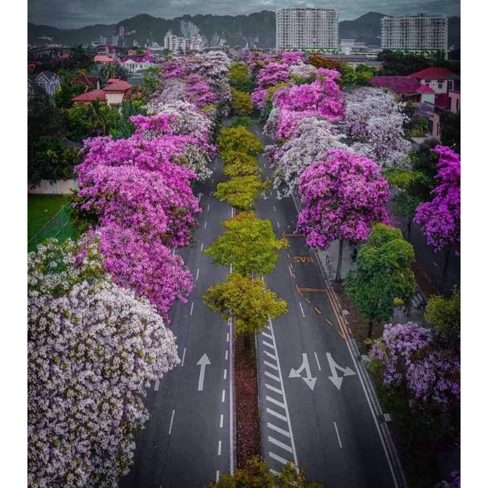 Anak pokok bunga tekoma kuning/putih sakura Malaysia | Shopee Malaysia