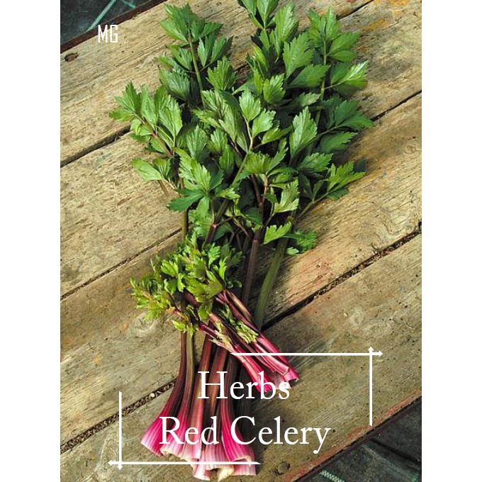 *Edible* Organic Red Celery seeds - 300 seed (Pot Friendly)( Daun Sup ...