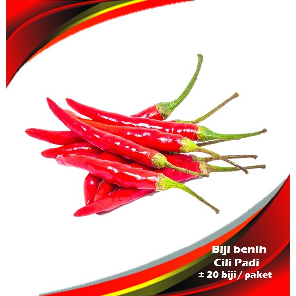 Biji Benih Cili Padi (20 seeds) / Small Chilli seeds | Shopee Malaysia