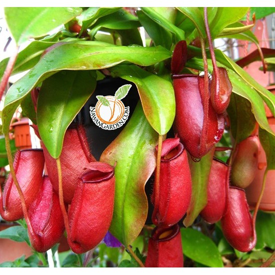 [Special] Asian Pitcher Plant Nepenthes "Blood Mary"t 猪笼草 /Live EXOTIC ...