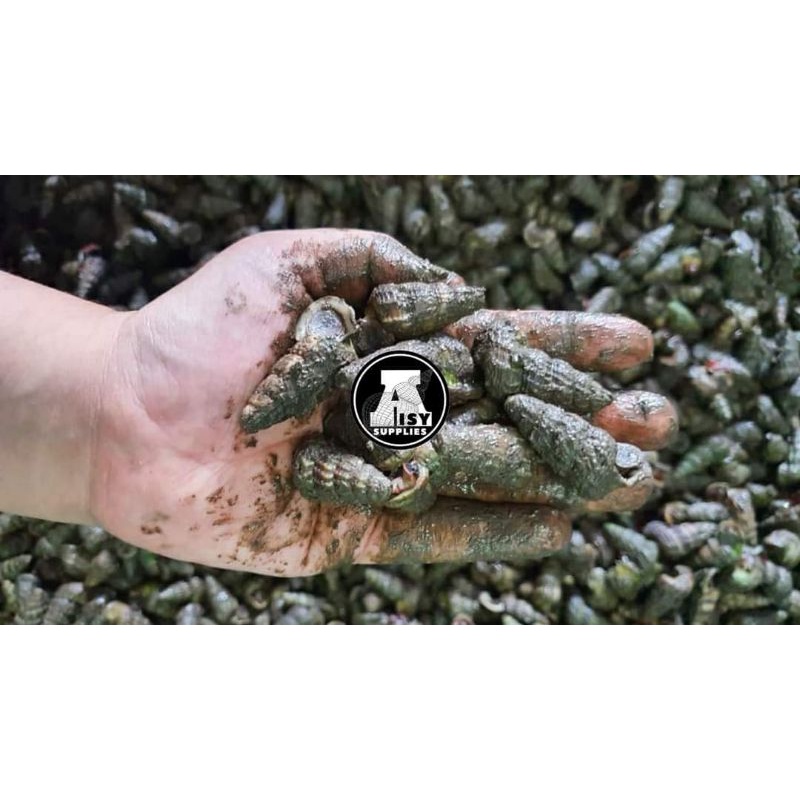 Siput Sedut Siput Belitung Ampang 1kg | Shopee Malaysia