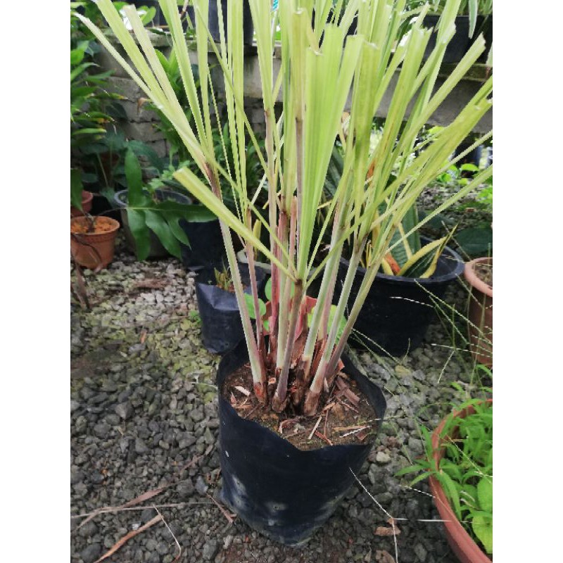 Pokok serai makan ( Real plant) | Shopee Malaysia