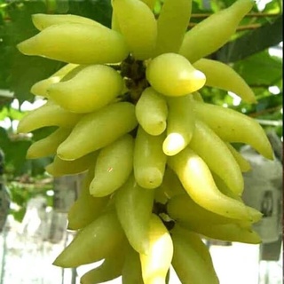 POKOK ANGGUR BAKA GREENISH AVATAR GRAPE- ANGGUR HIJAU, LONJONG ...