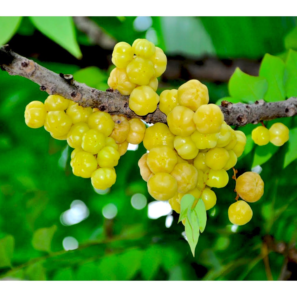 Anak Pokok Cermai / Cermai Tree | Shopee Malaysia