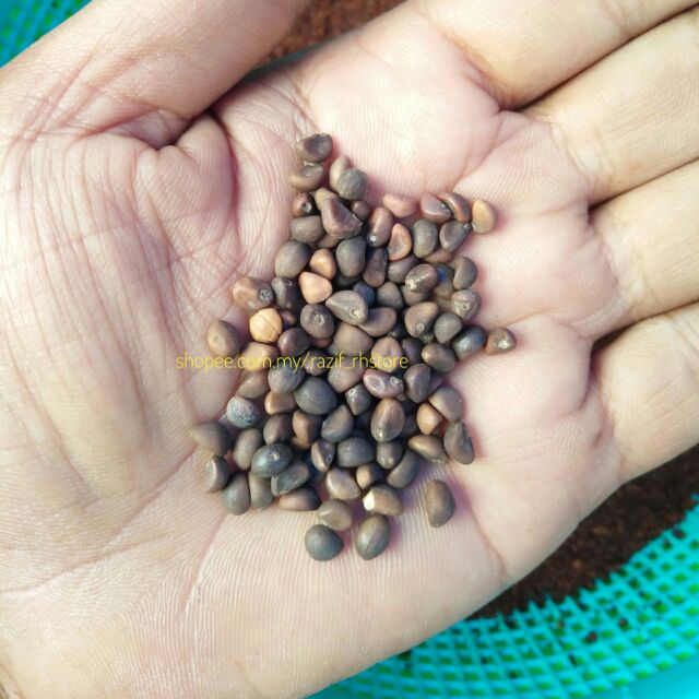 50g Biji Benih Kangkung | Shopee Malaysia