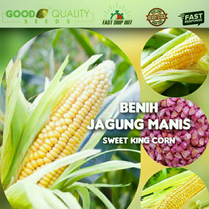 10pcs Biji Benih Jagung Manis/Sweet King Corn F1 Hybrid | Shopee Malaysia