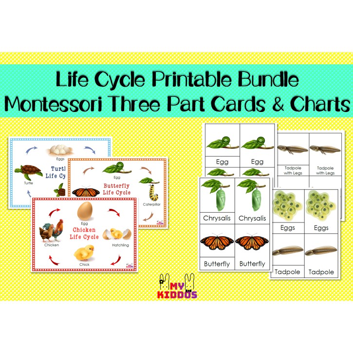 PDF Life Cycle Printable Bundle Montessori Three Part Cards & Charts ...