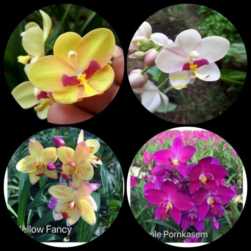 ORKID PINANG POKOK MATANG | Shopee Malaysia