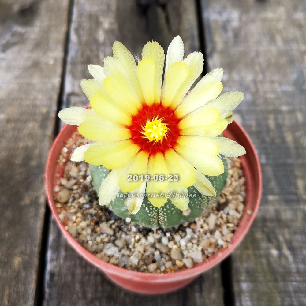 Asteria Flower | Best Flower Site