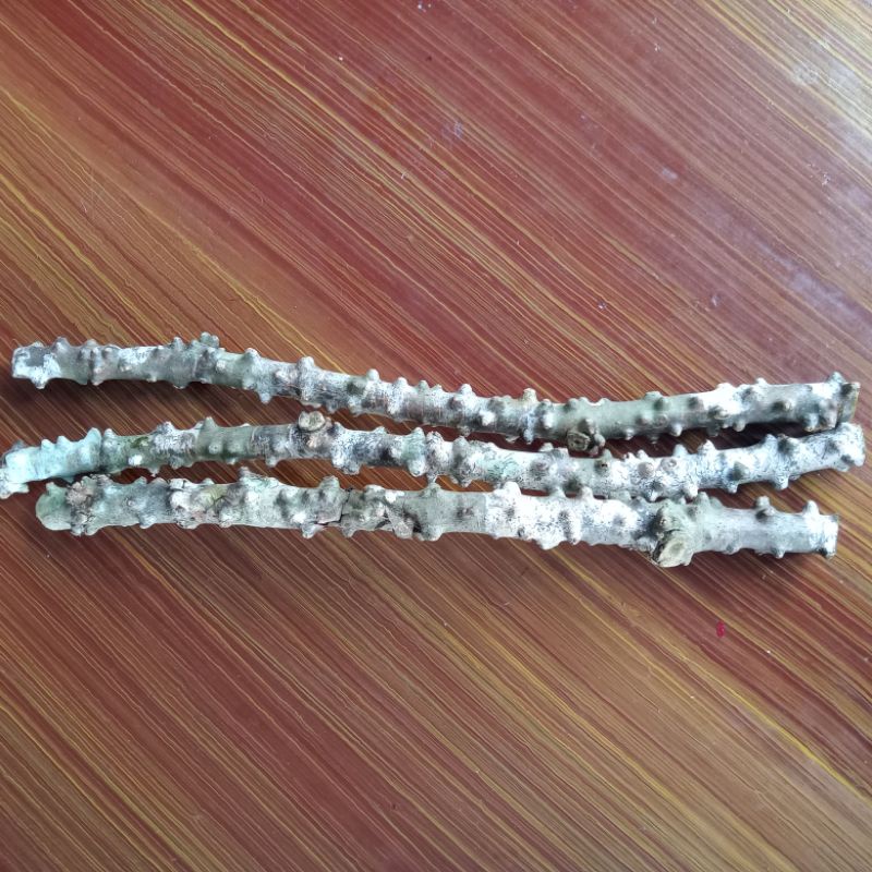 Akar seruntun,patawali 3 keratan (free 1 batang) | Shopee Malaysia