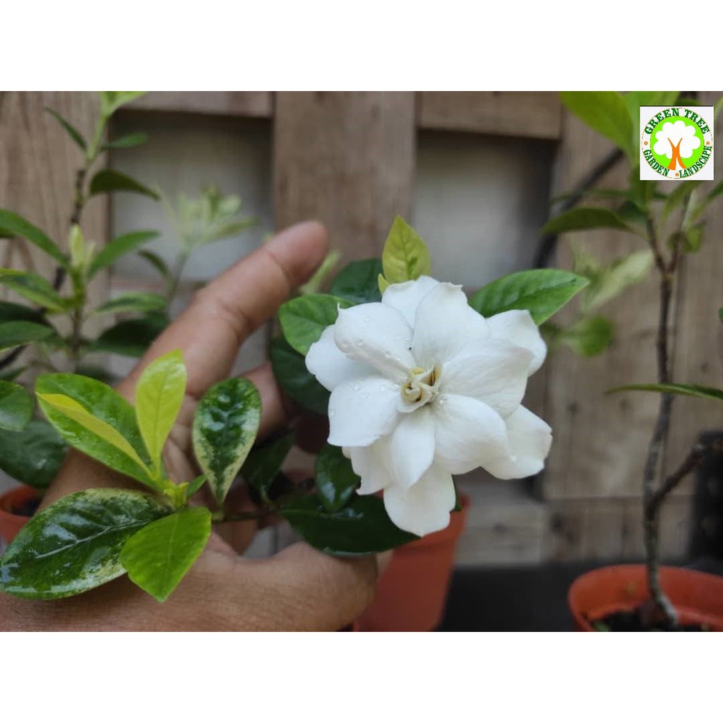 GT Bonsai - Gardenia Variegated Plant, Variegated Cape Jasmine Sapling ...