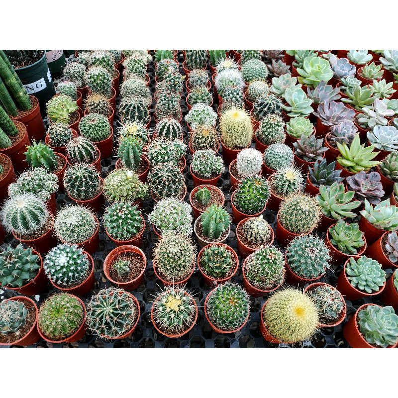 Cactus ( real plant/ready stock) Pokok Kaktus Duri | Shopee Malaysia