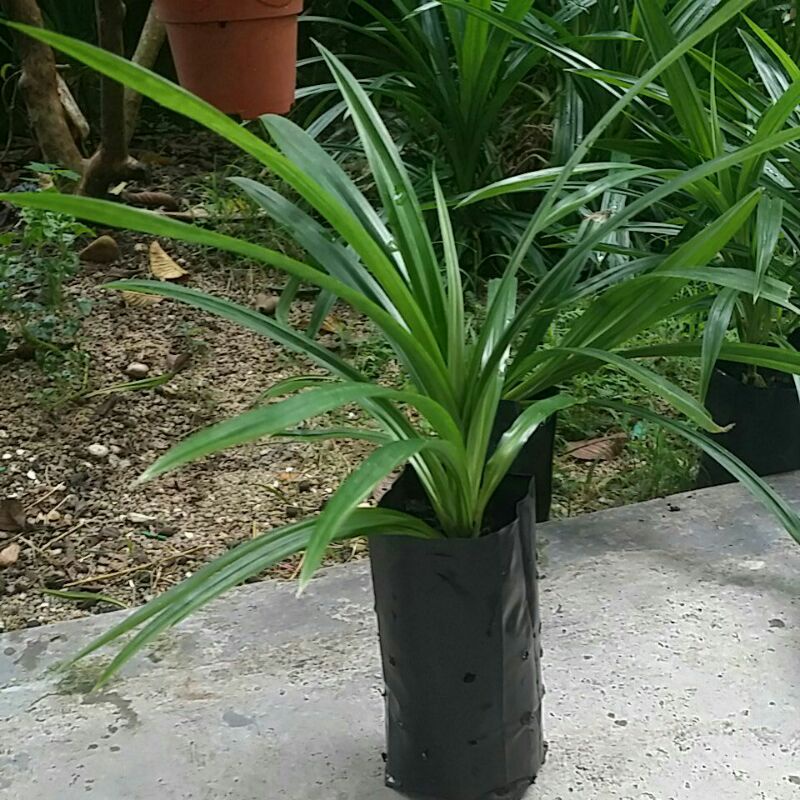 Pokok Pandan/ Pandan Leaf/Pandanus Amaryllifolius | Shopee Malaysia