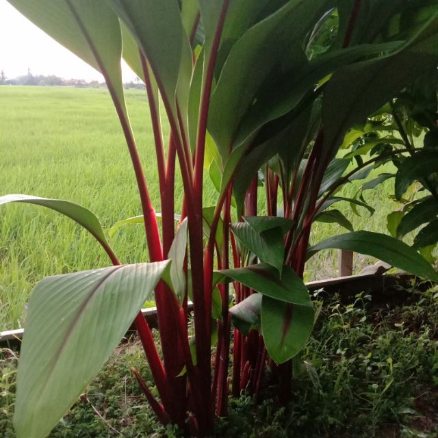 Temu mas / temu merah ( dihantar tanpa tanah) | Shopee Malaysia