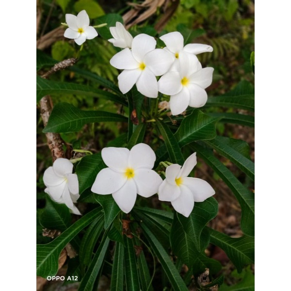 pokok kemboja putih / anak pokok kemboja siam | Shopee Malaysia