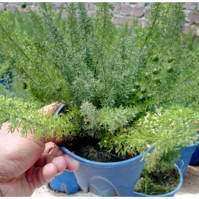 Anak Pokok Bunga Daun Asparagus Densiflorus Live Plants Potted Plants ...