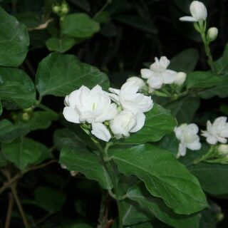 AZ Pokok Bunga Melur Rose | Shopee Malaysia