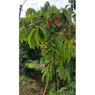 Matoa / Longan brazil / Pokok kristal | Shopee Malaysia