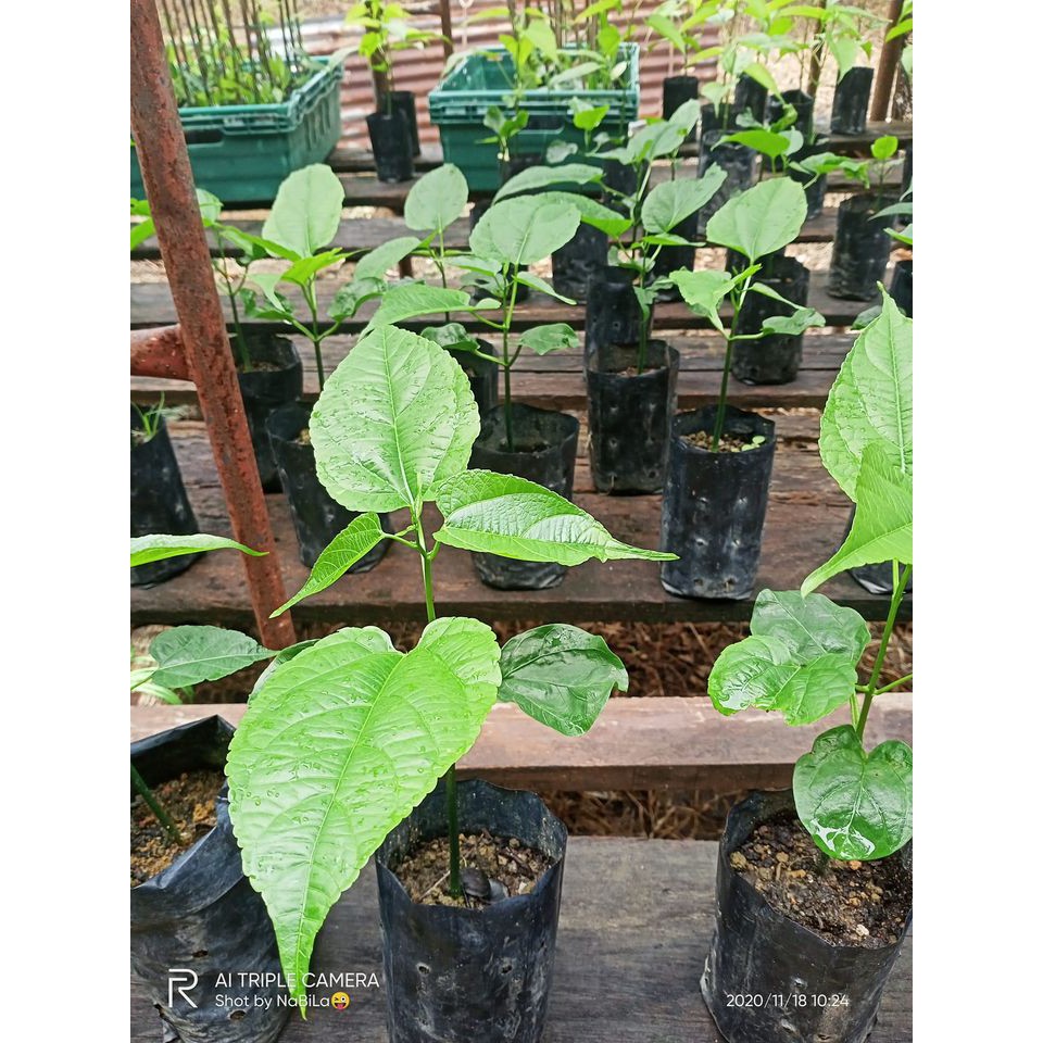 Anak Pokok Sacha Inchi .. Pokok Omega | Shopee Malaysia