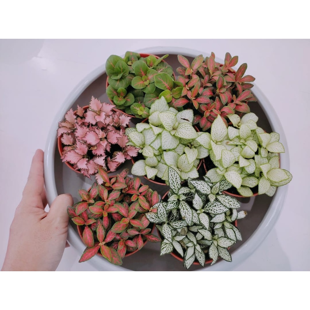 Fittonia (Cute Decor Plant) | Shopee Malaysia