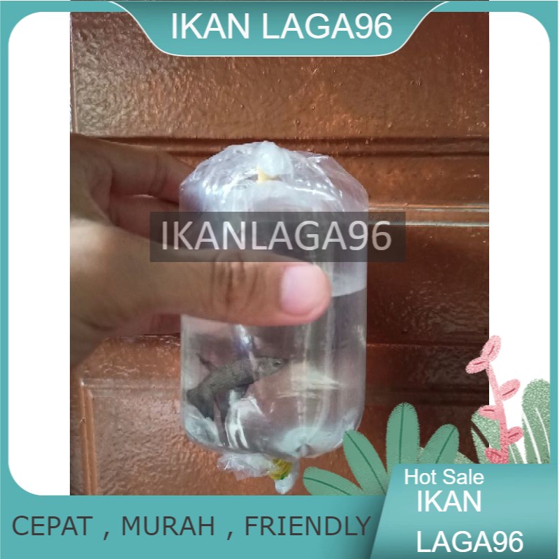 Plastik ikan pe double, packing fish, ikan laga, guppy, ikan hiasan ...