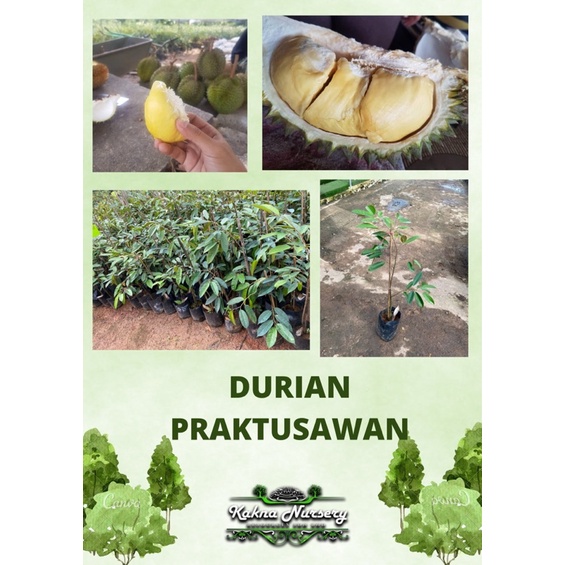 Durian Praktusawan / Pokok Hybrid / Anak Pokok Durian / Durian VVIP ...