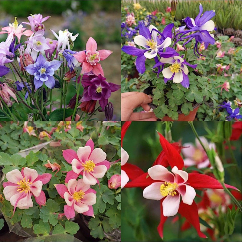 Ready Stock Biji Benih Bunga Columbine Flower seeds Columbine 花种子 耧斗花 ...