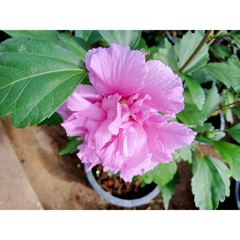 pokok bunga Raya carnation soft purple/susun | Shopee Malaysia