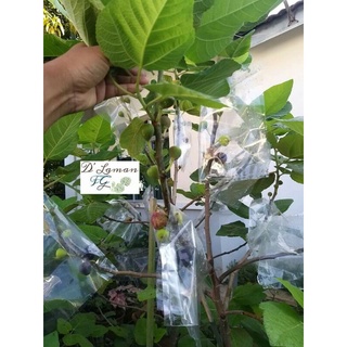 Stock besar / POKOK BUAH TIN VARIETY IRAQI - fig figs tin syurga ...